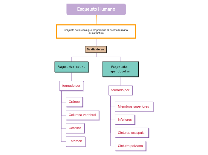 Esqueleto Humano - Mind Map